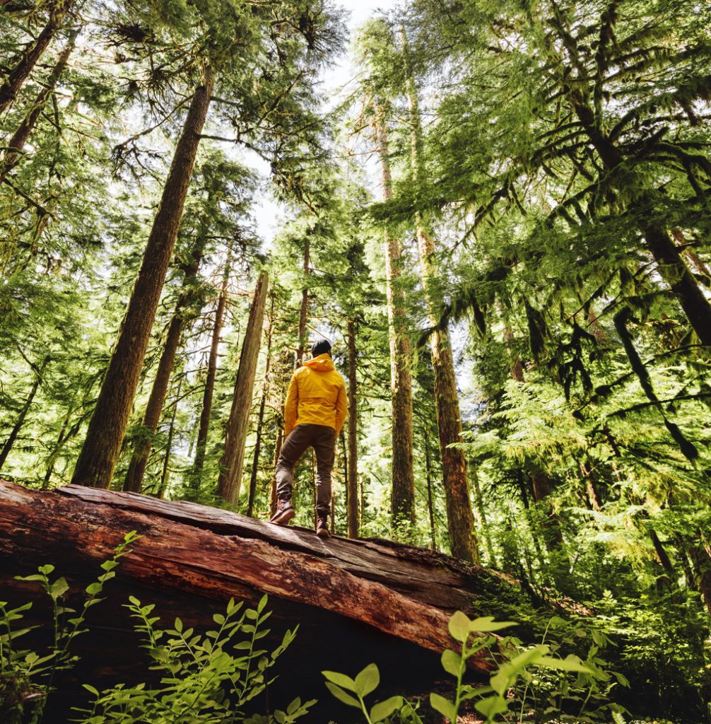 Home - Project Forest