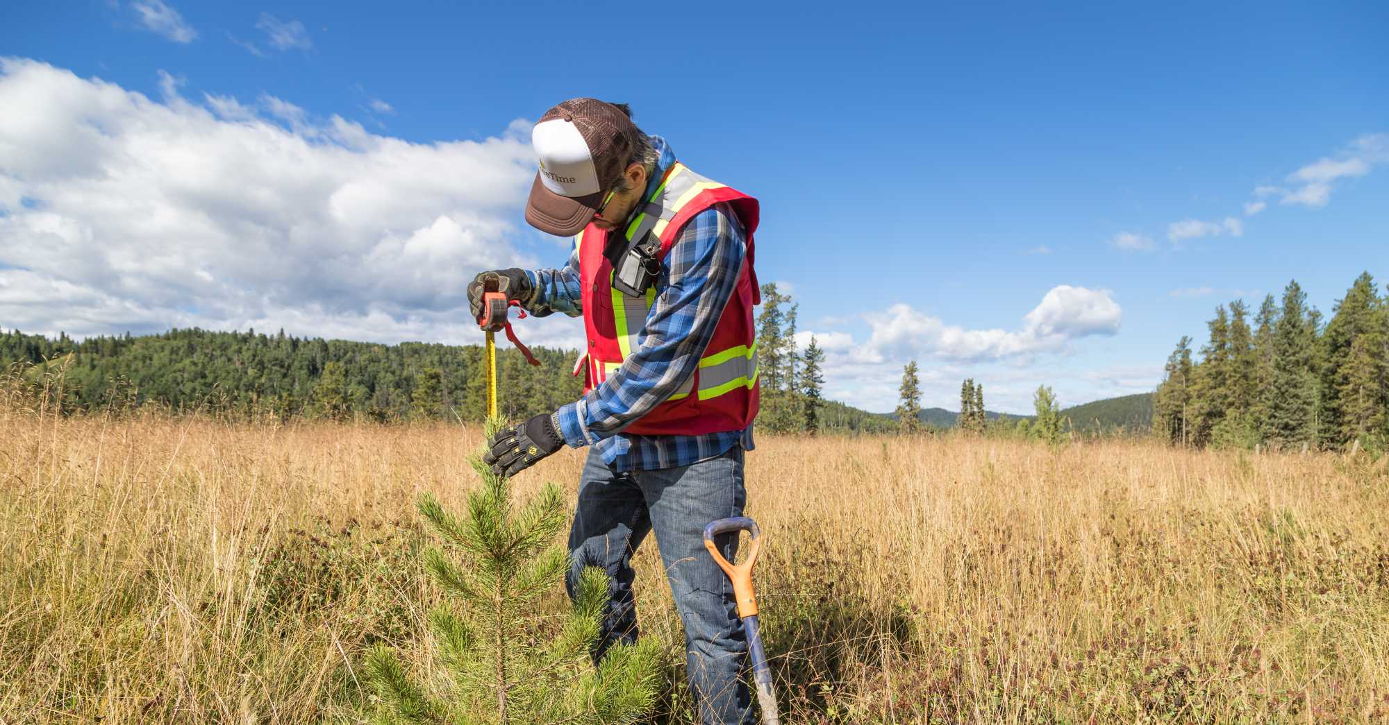 Projects - Project Forest