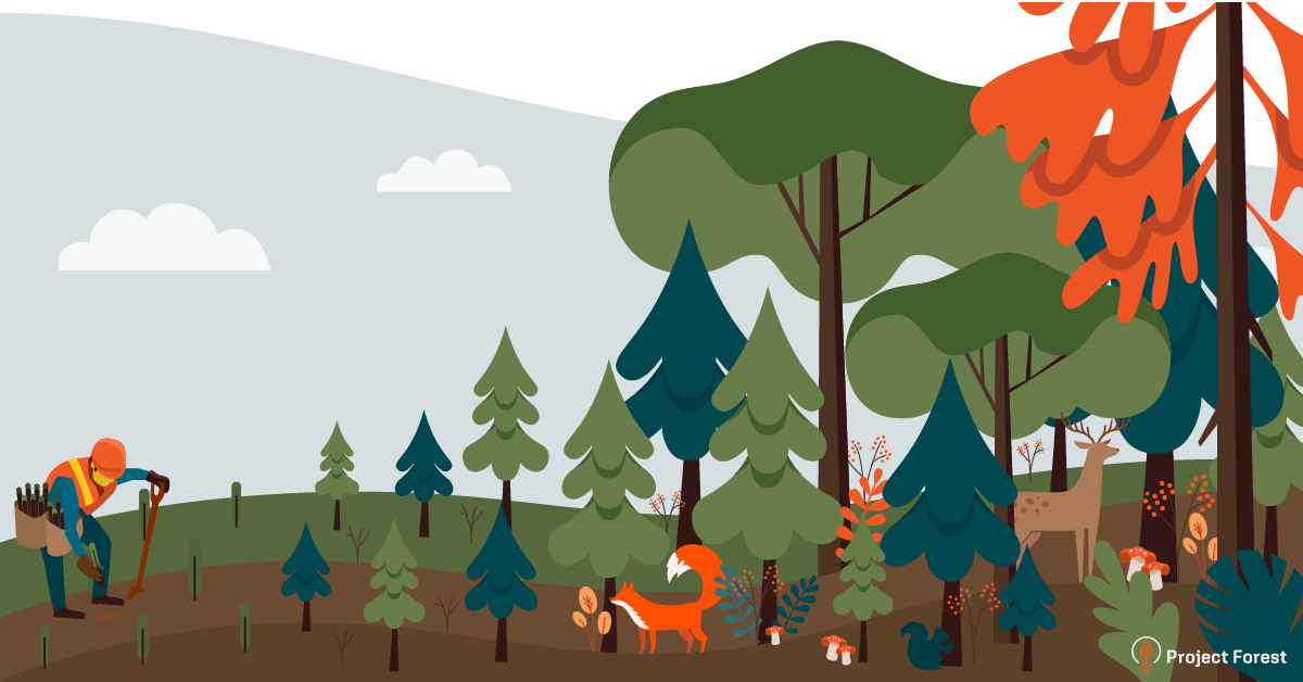 Rewilding at Work - Project Forest