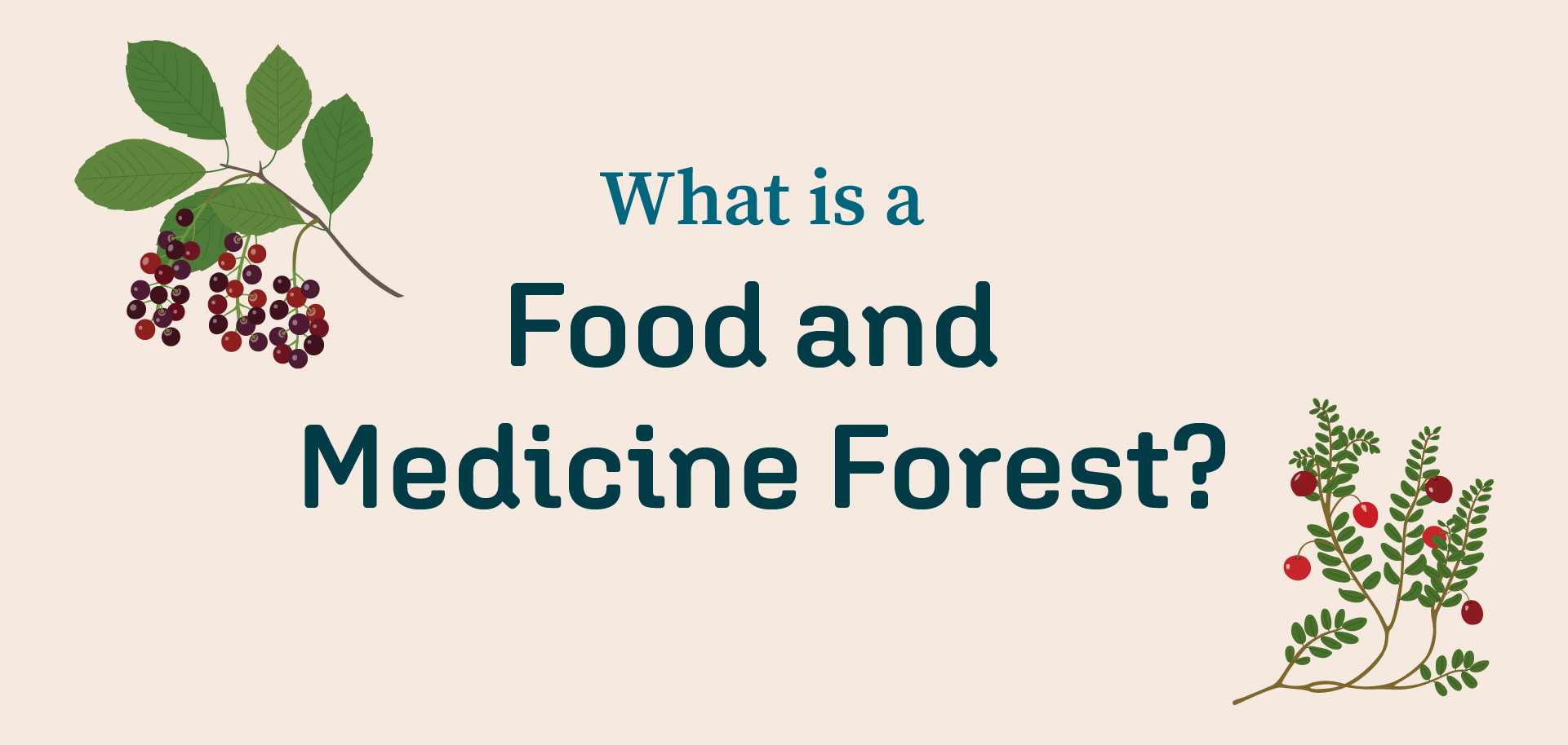 What is a Food and Medicine Forest? - Project Forest
