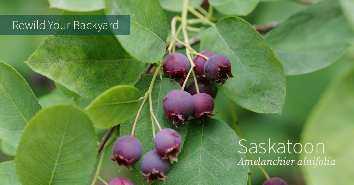 Saskatoons: A Delightful and Hardy Native Shrub - Project Forest