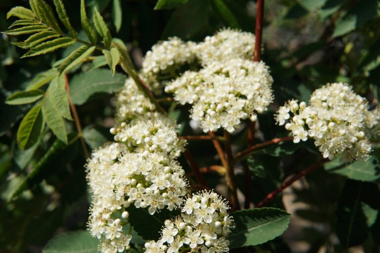 Mountain Ash: A Stunning Addition to Any Landscape - Project Forest