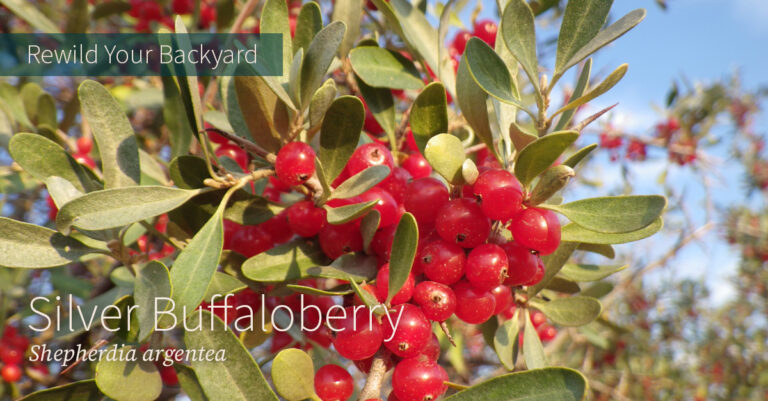 Silver Buffaloberry: The Ornamental, Cold-Hardy Shrub - Project Forest