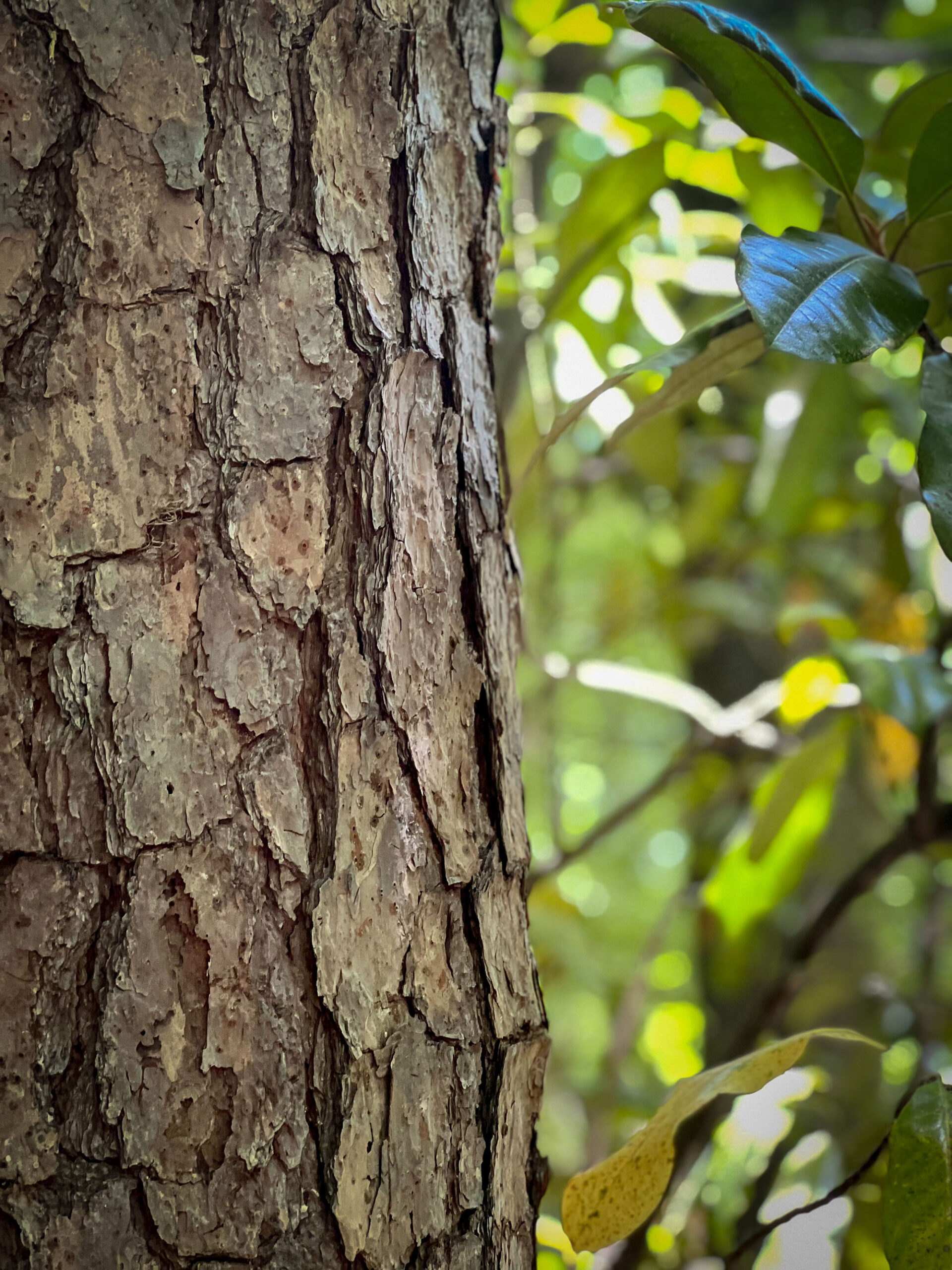 Why Biodiversity in Canada’s Forests Matters Now More Than Ever ...