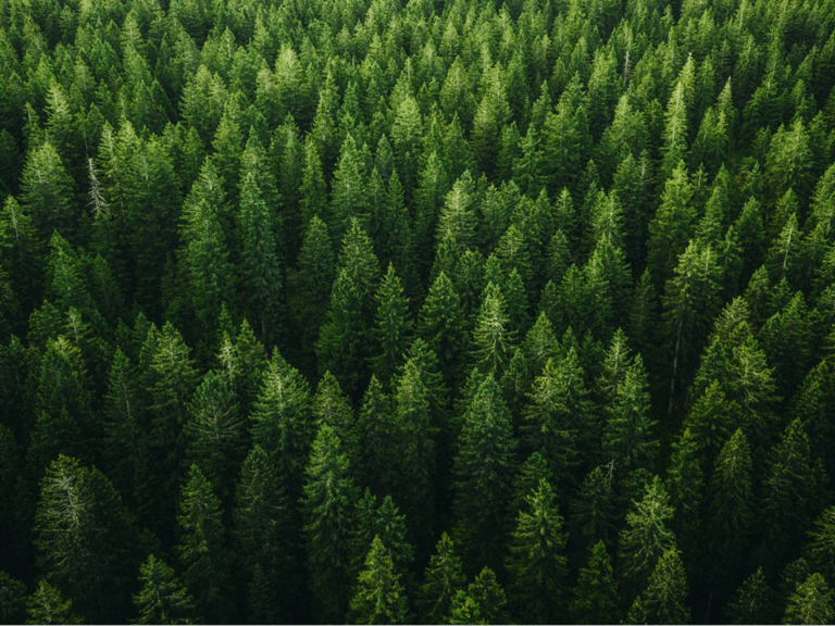 Home - Project Forest