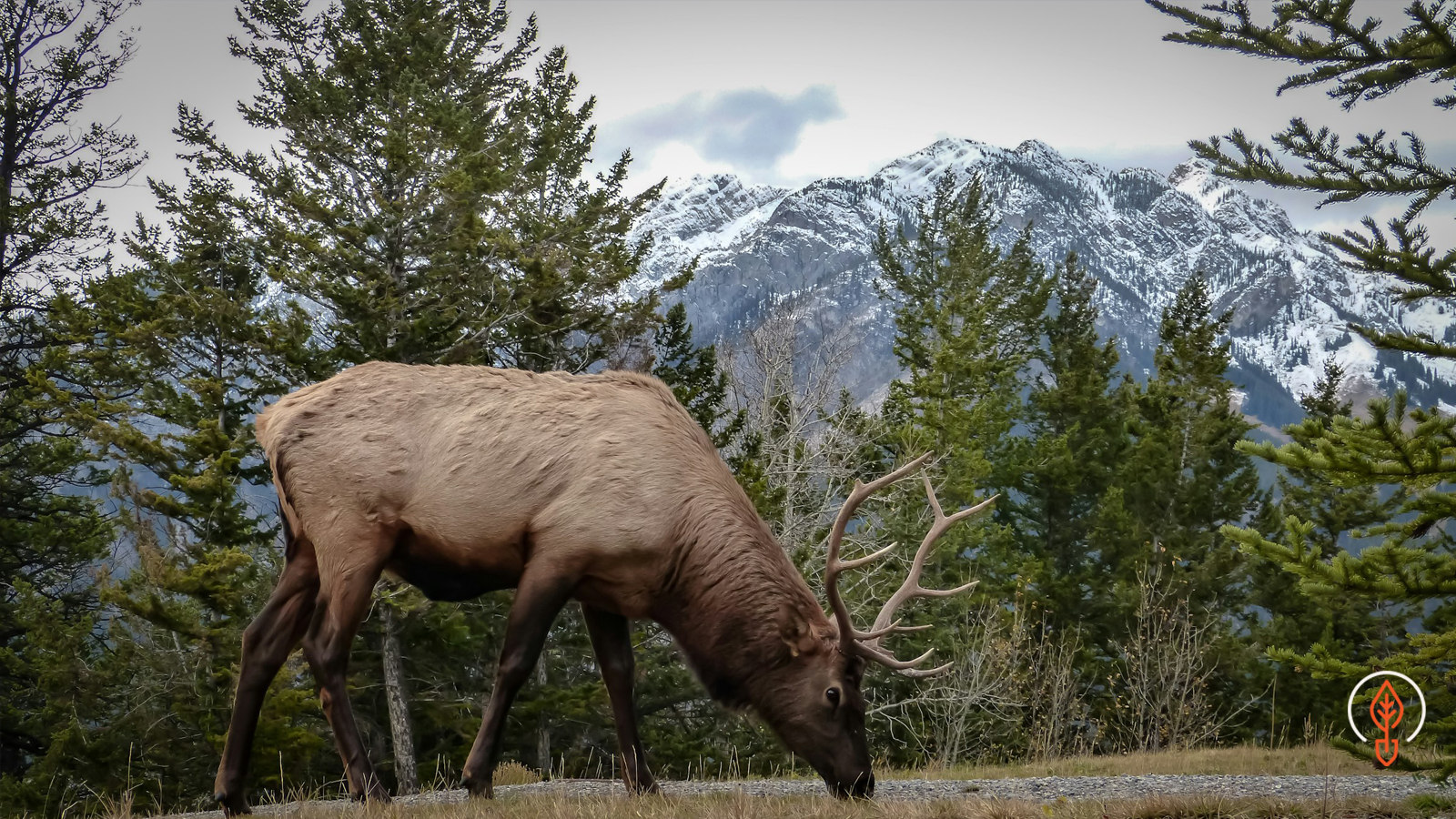 Earth Day 2026 - Project Forest